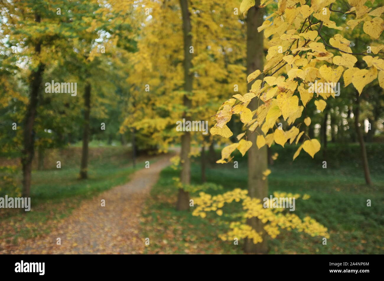 gold autumn colors Stock Photo - Alamy