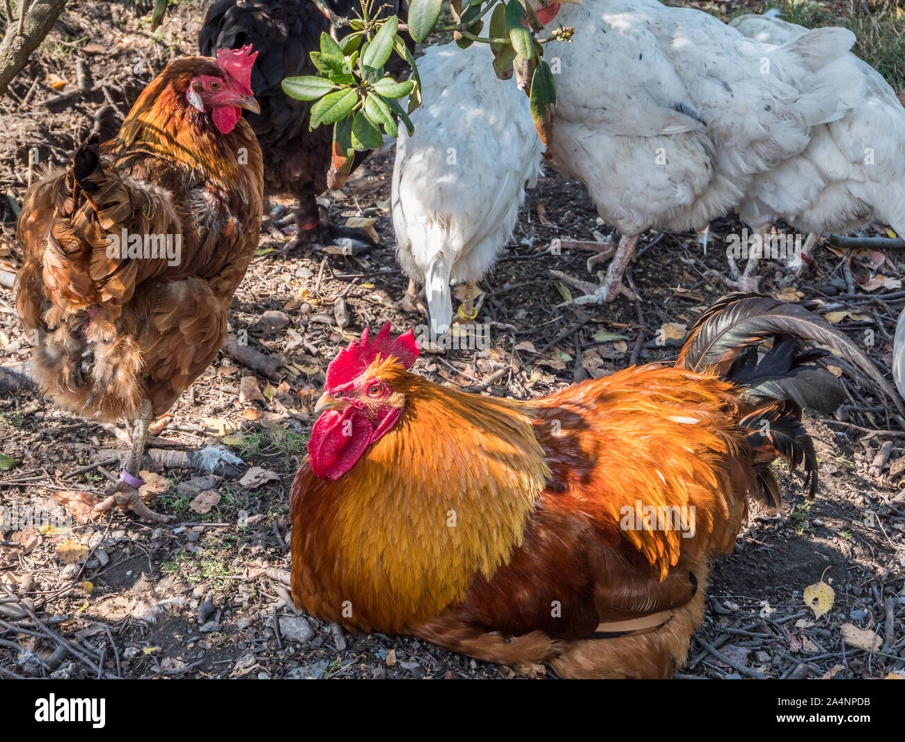 Portrait Rooster with Hen on a Farm Stock Photo - Alamy