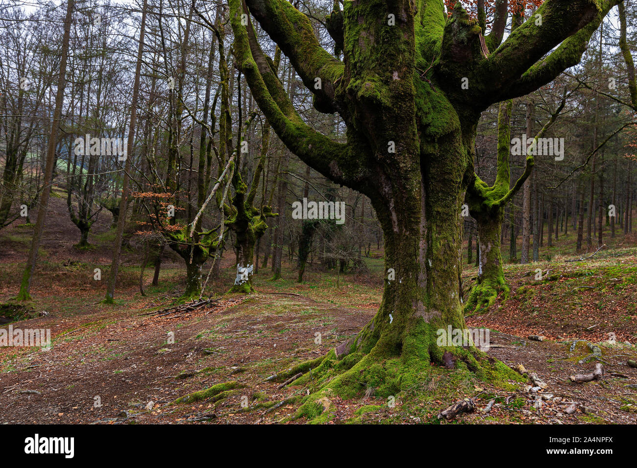 Gorbea natural hi-res stock photography and images - Alamy