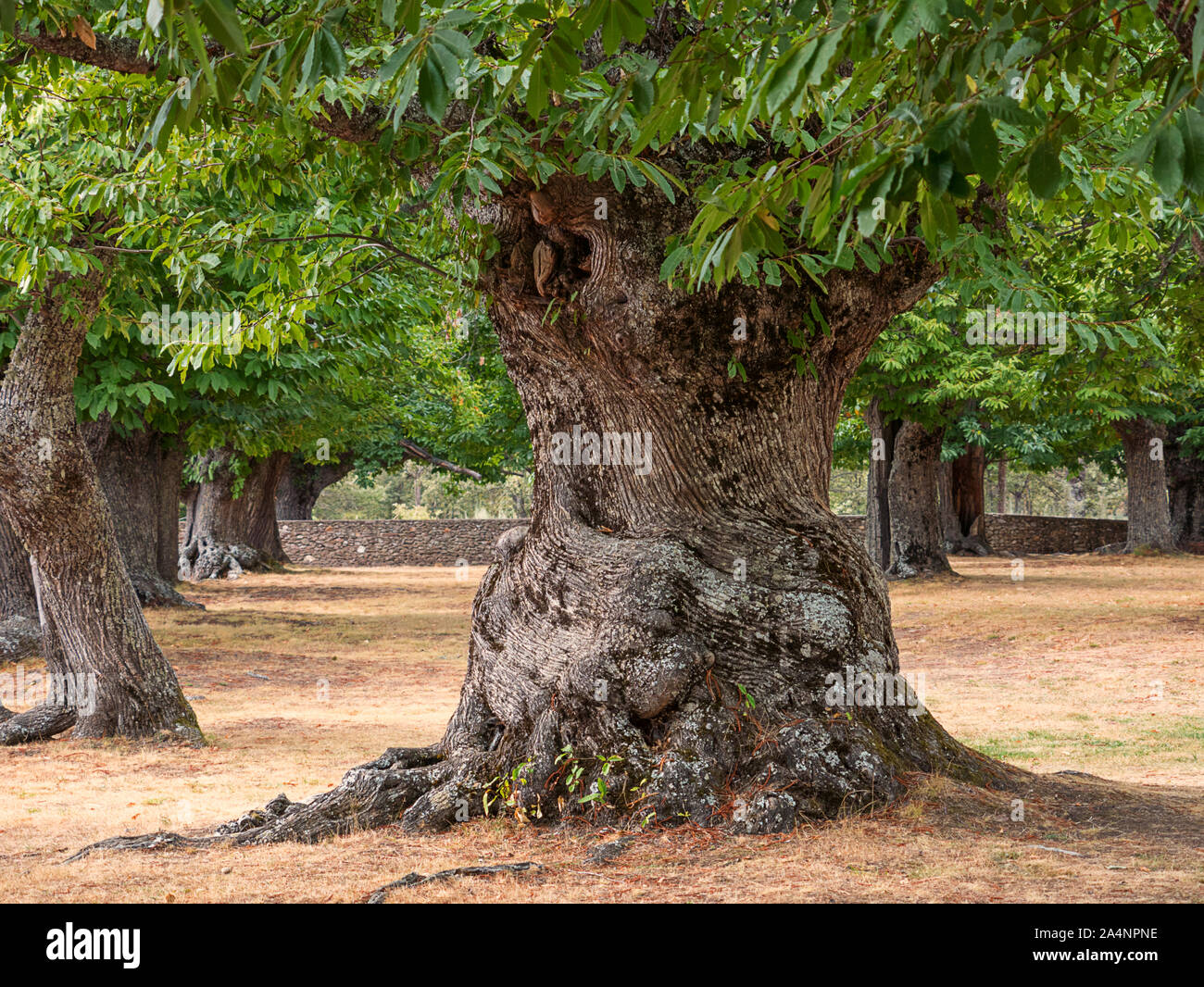 Thousand year-old big sweet chestnut tree with a very thick trunk ...