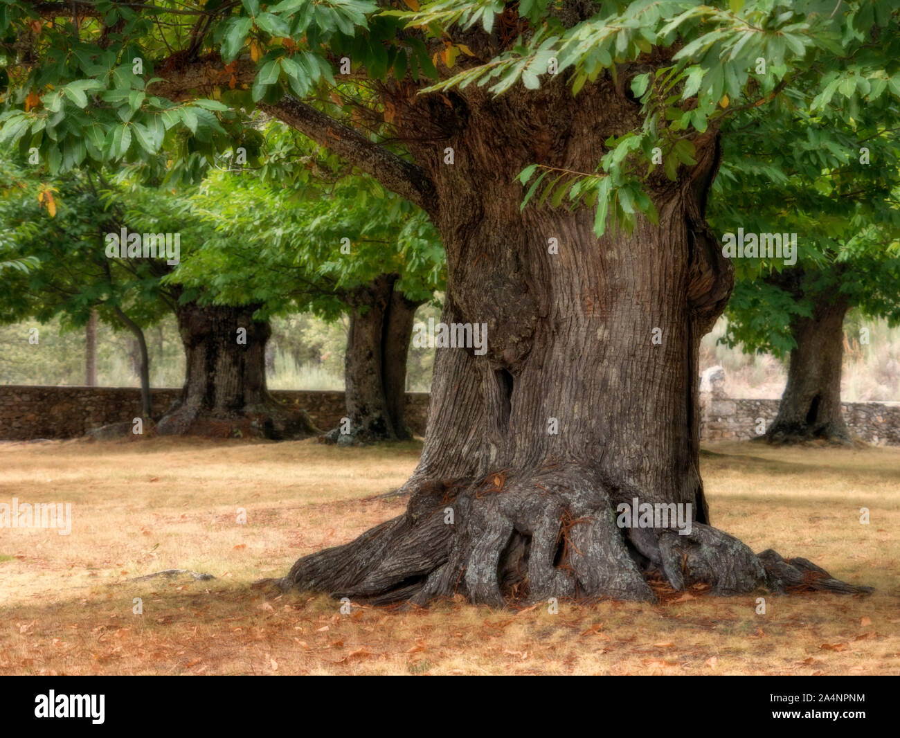 Thousand year-old big sweet chestnut tree with a very thick trunk. Soft ...