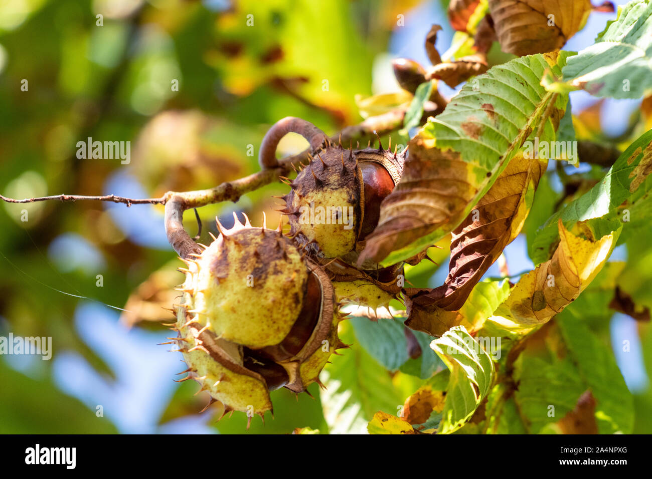 Close-up of ripe horse-chestnut with open thorny outer shell on a ...
