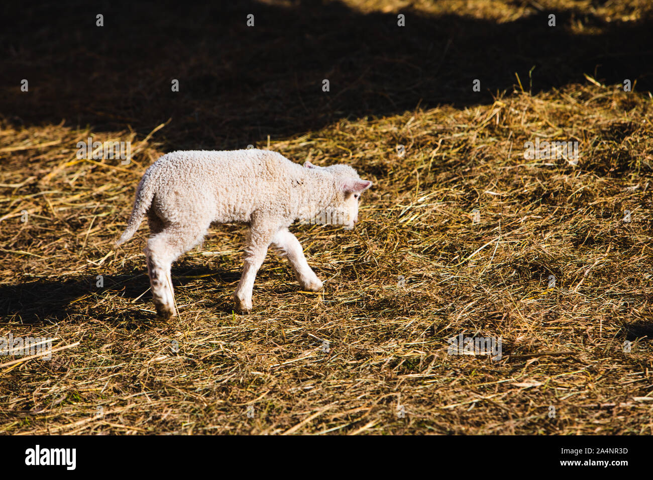 sheep at farm eating hay Stock Photo - Alamy