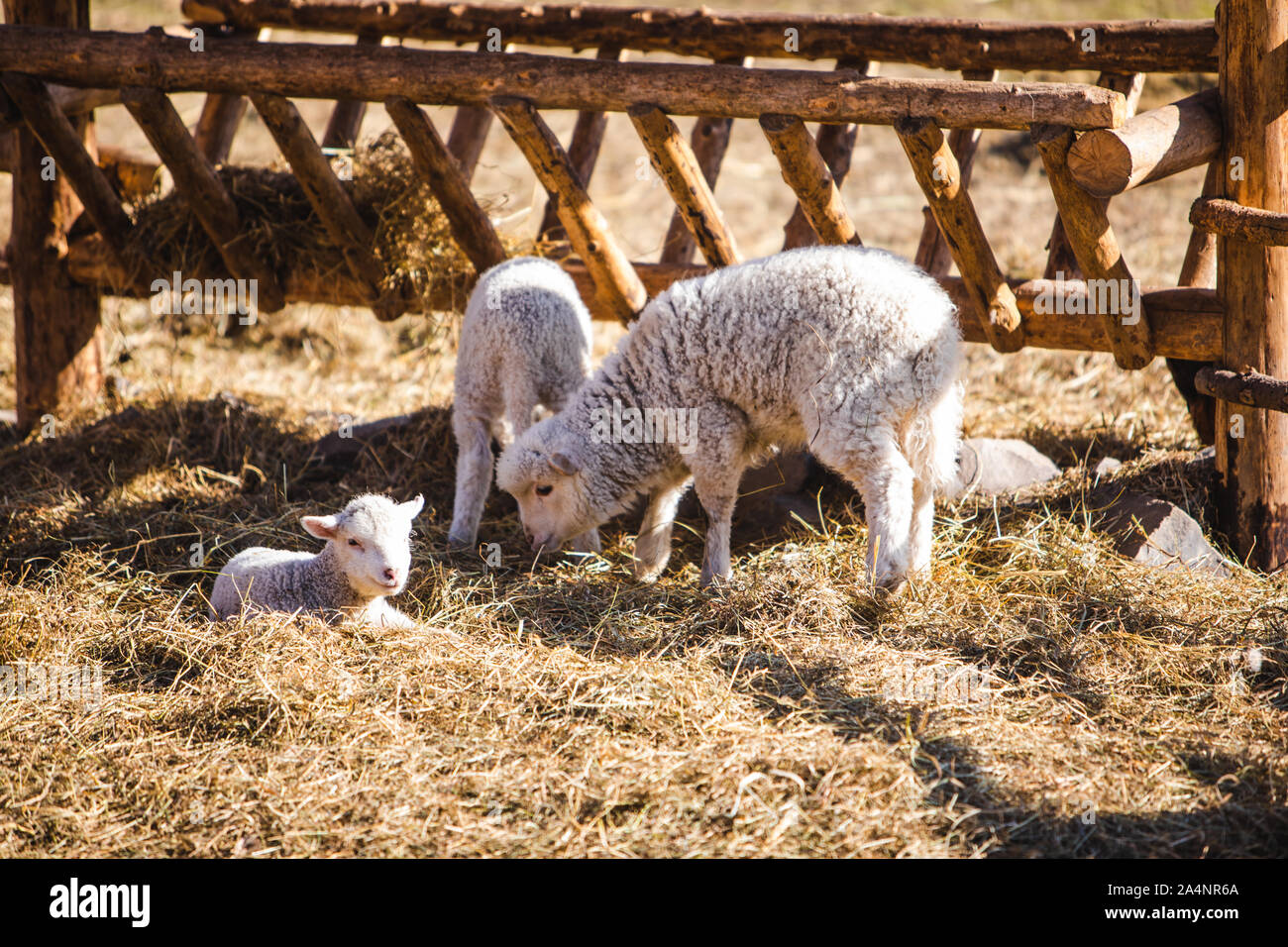 sheep at farm eating hay Stock Photo - Alamy