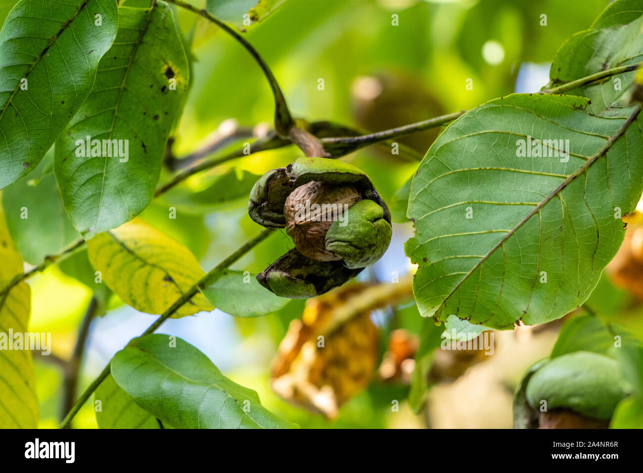 Walnut tree autumn hi-res stock photography and images - Alamy