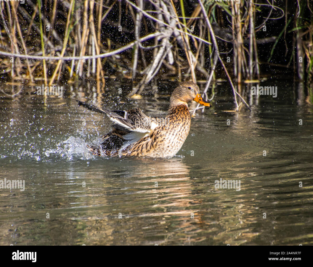 Dabbling for underwater plants hi-res stock photography and images - Alamy