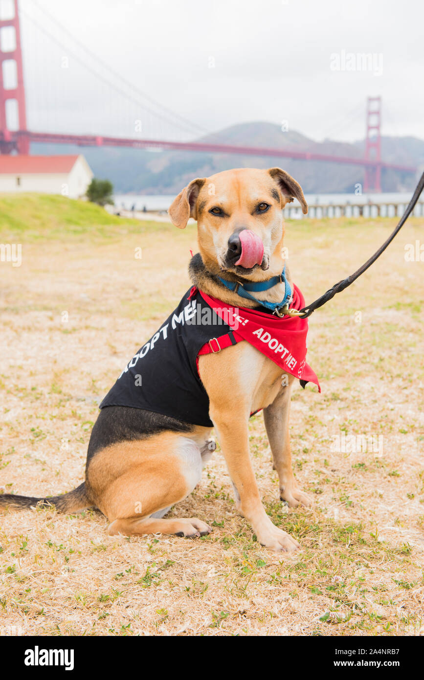 Shelter Dog Up for Adoption on a Trip to the Beach Stock Photo - Alamy