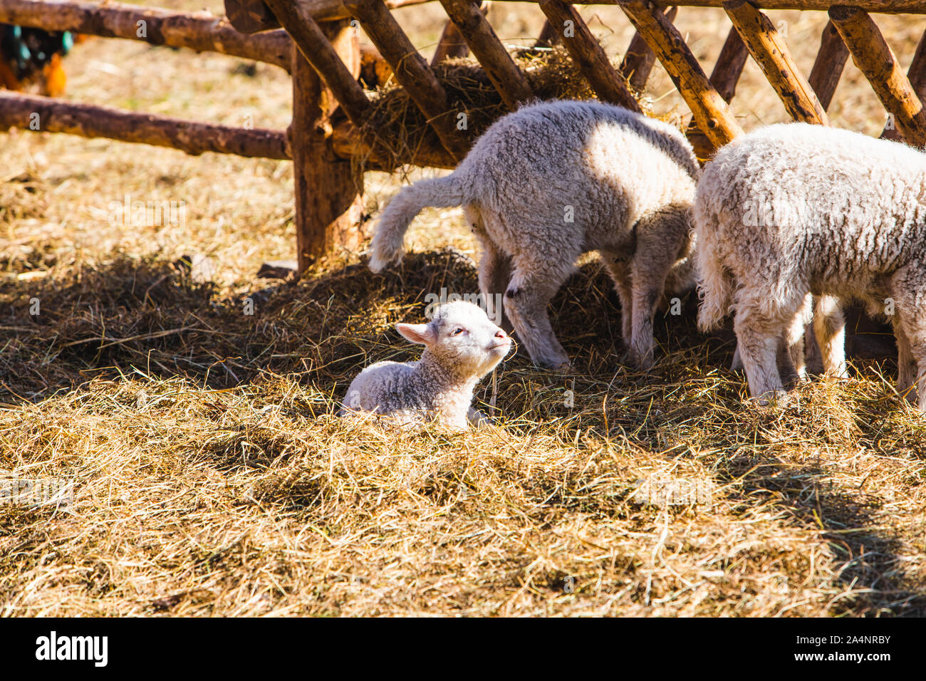 sheep at farm eating hay Stock Photo - Alamy