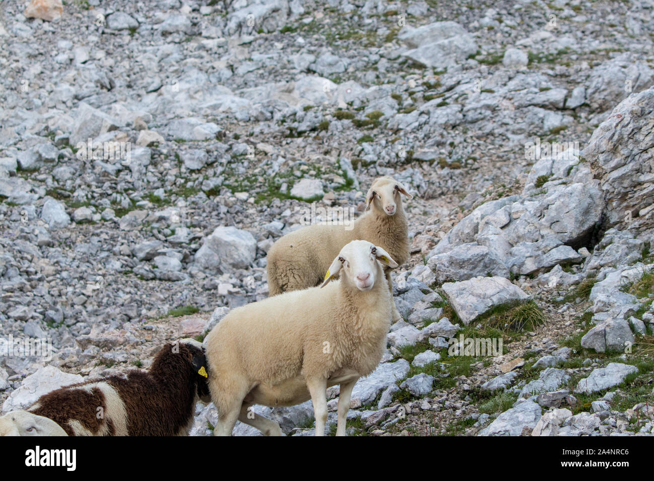 Group of sheeps resting on mountain trail Stock Photo - Alamy