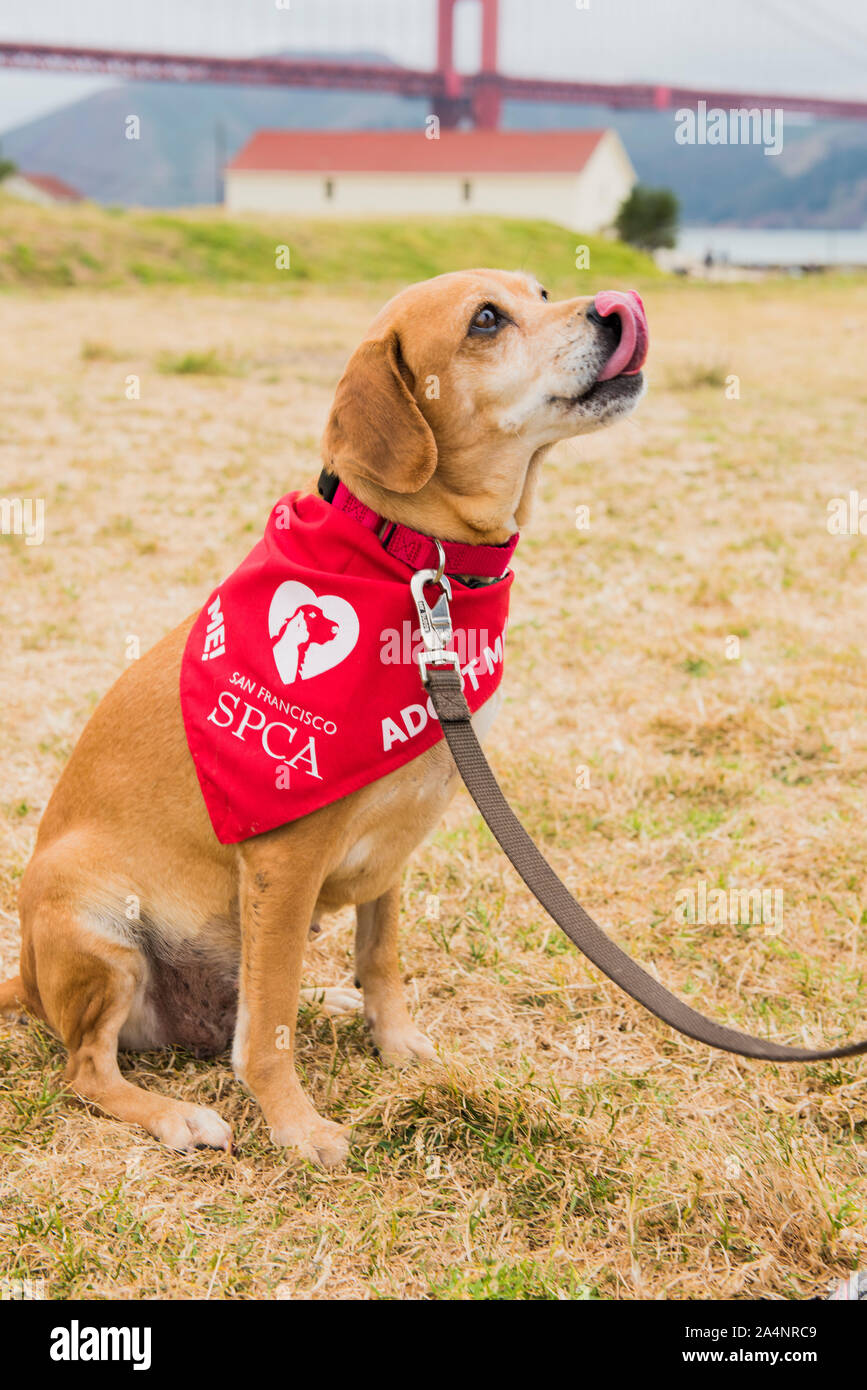 Shelter Dog Up for Adoption on a Trip to the Beach Stock Photo - Alamy