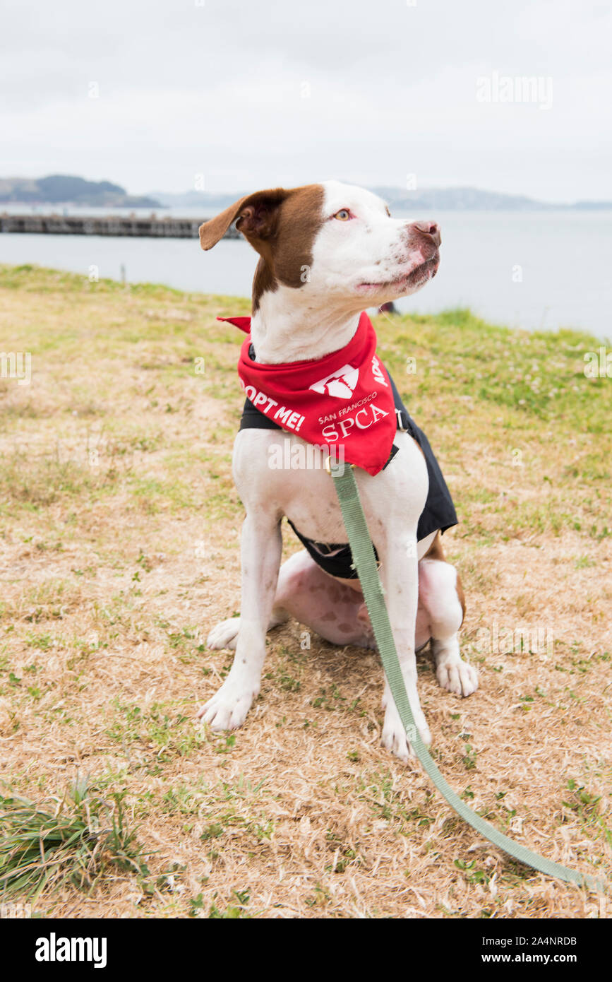 Shelter Dog Up for Adoption on a Trip to the Beach Stock Photo - Alamy