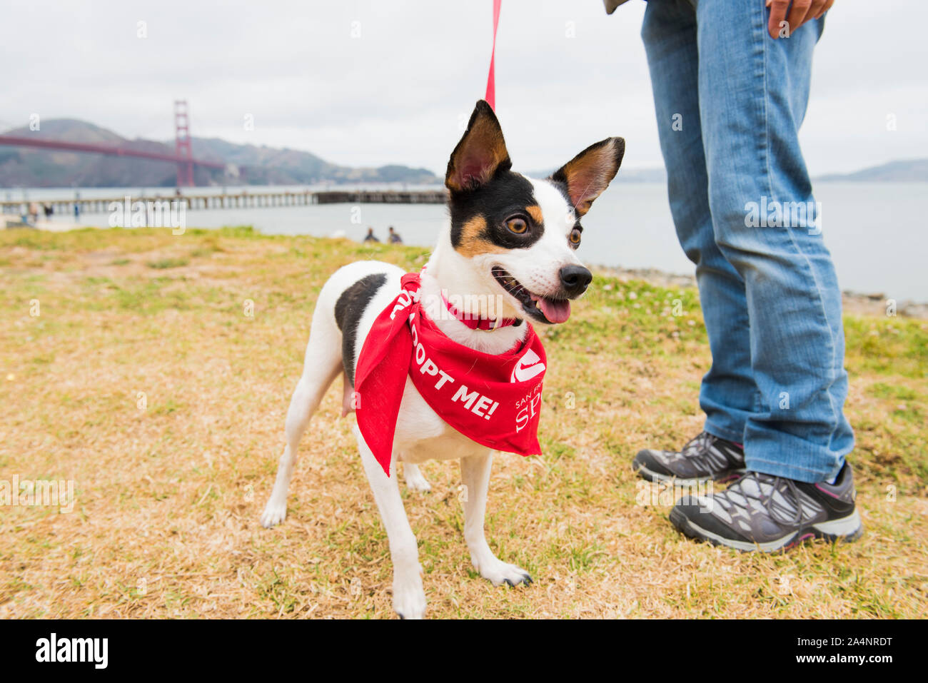 Shelter Dog Up for Adoption on a Trip to the Beach Stock Photo - Alamy