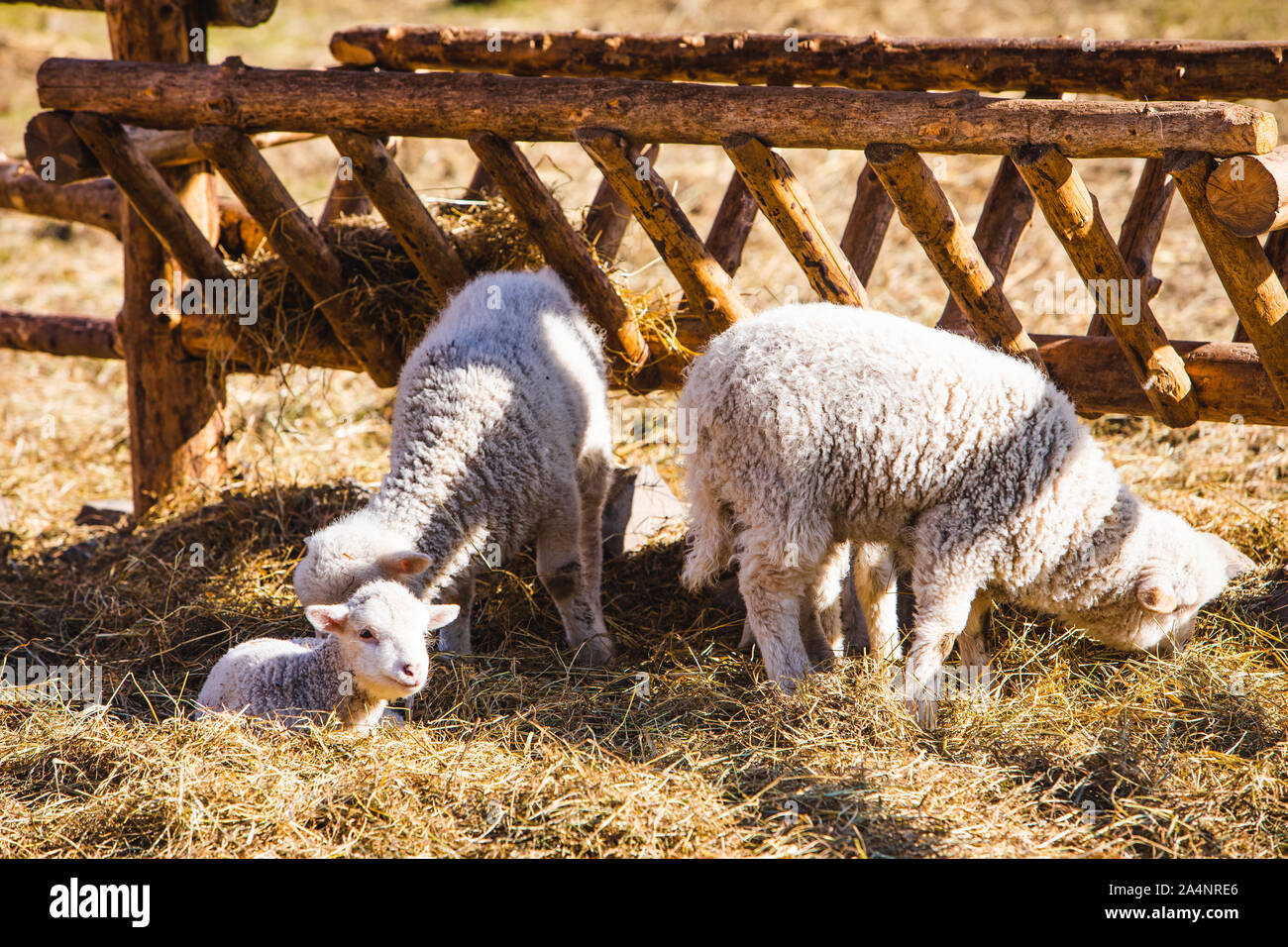 sheep at farm eating hay Stock Photo - Alamy