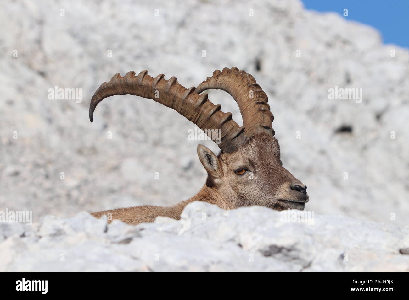 Alpine ibex capra showing hi-res stock photography and images - Alamy