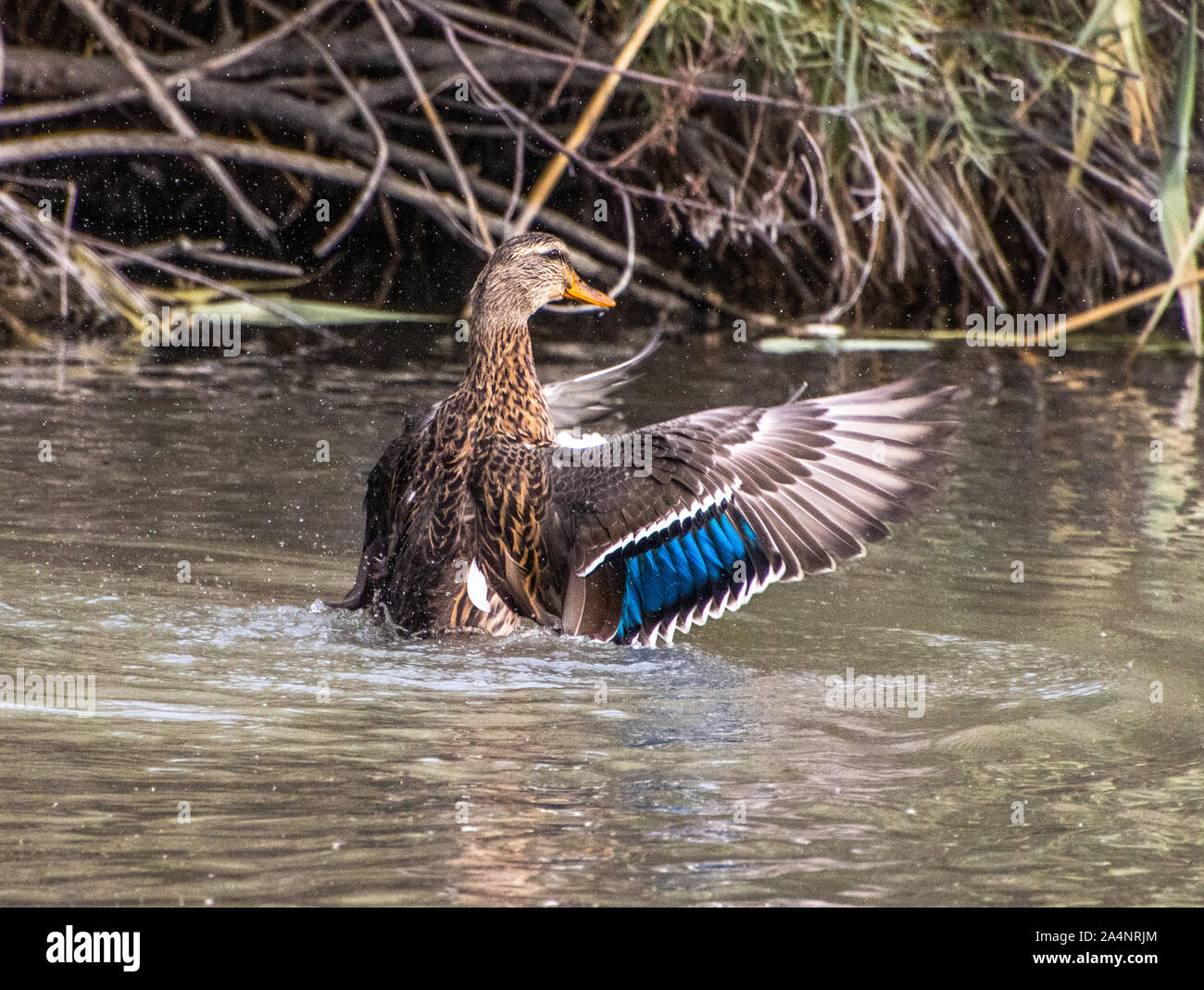 Mallards are “dabbling ducks”—they feed in the water by tipping forward ...