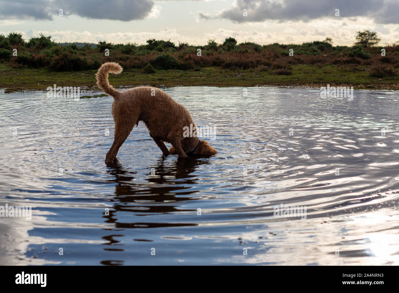 Labradoodle dog with it's head in water retrieving a stick or stone ...