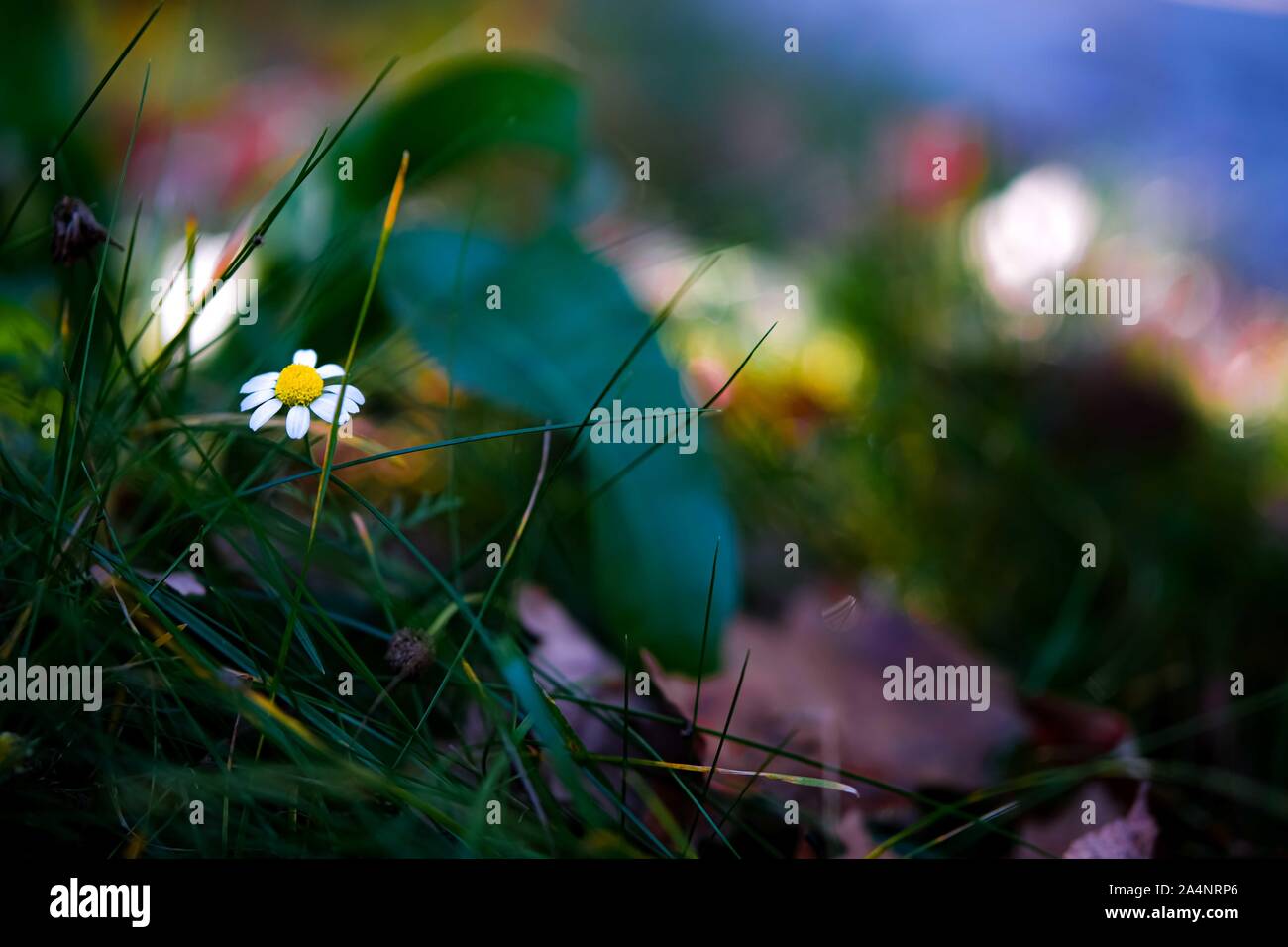 Little daisy hi-res stock photography and images - Alamy