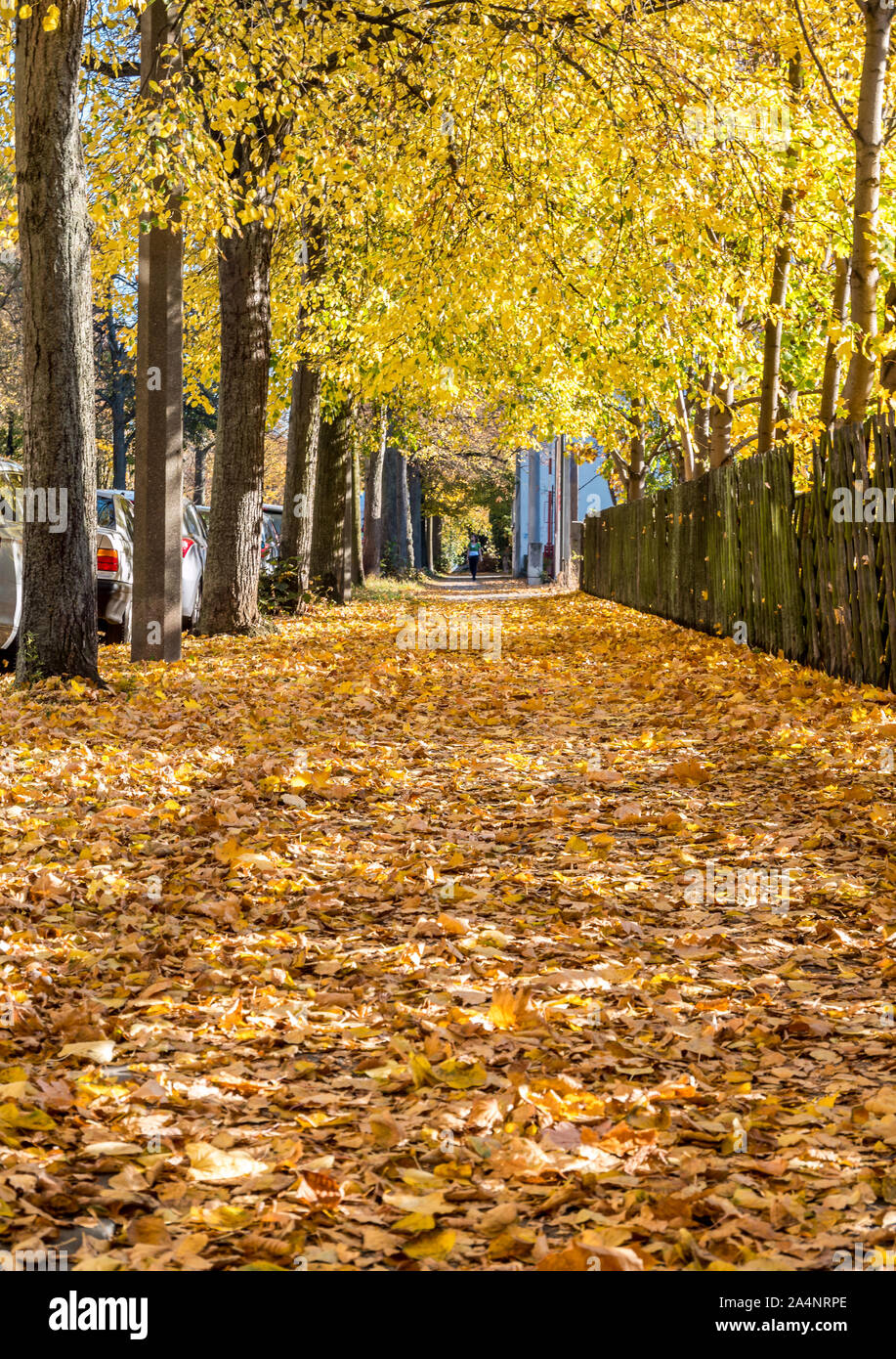 Beautiful avenue with trees in autumn Stock Photo - Alamy