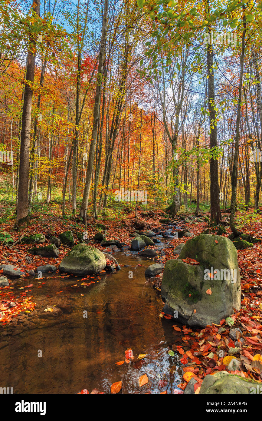 water stream among the rock in forest. beautiful nature scenery on a ...