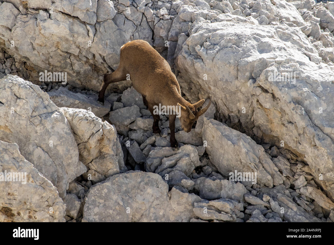 Young Ibex climbing high in mountains Stock Photo - Alamy