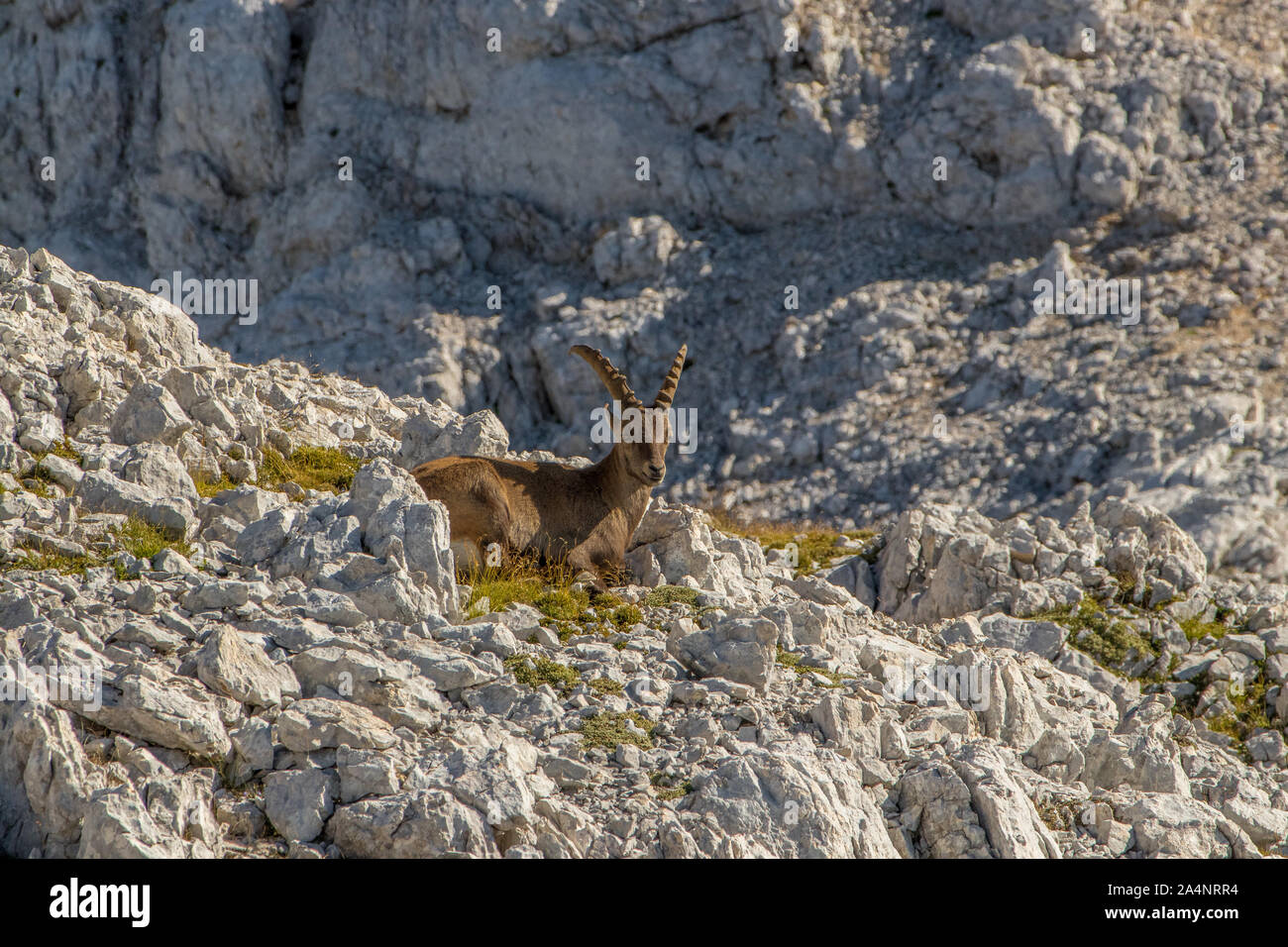 Adult Ibex resting high in mountains Stock Photo - Alamy