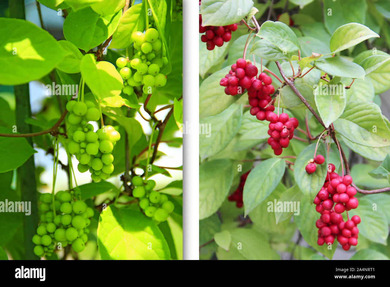 Omija fruit hi-res stock photography and images - Alamy