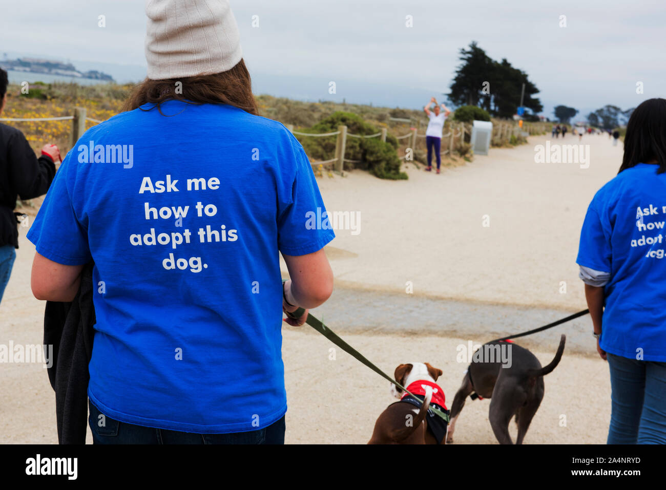 Shelter Dog Up for Adoption on a Trip to the Beach Stock Photo - Alamy