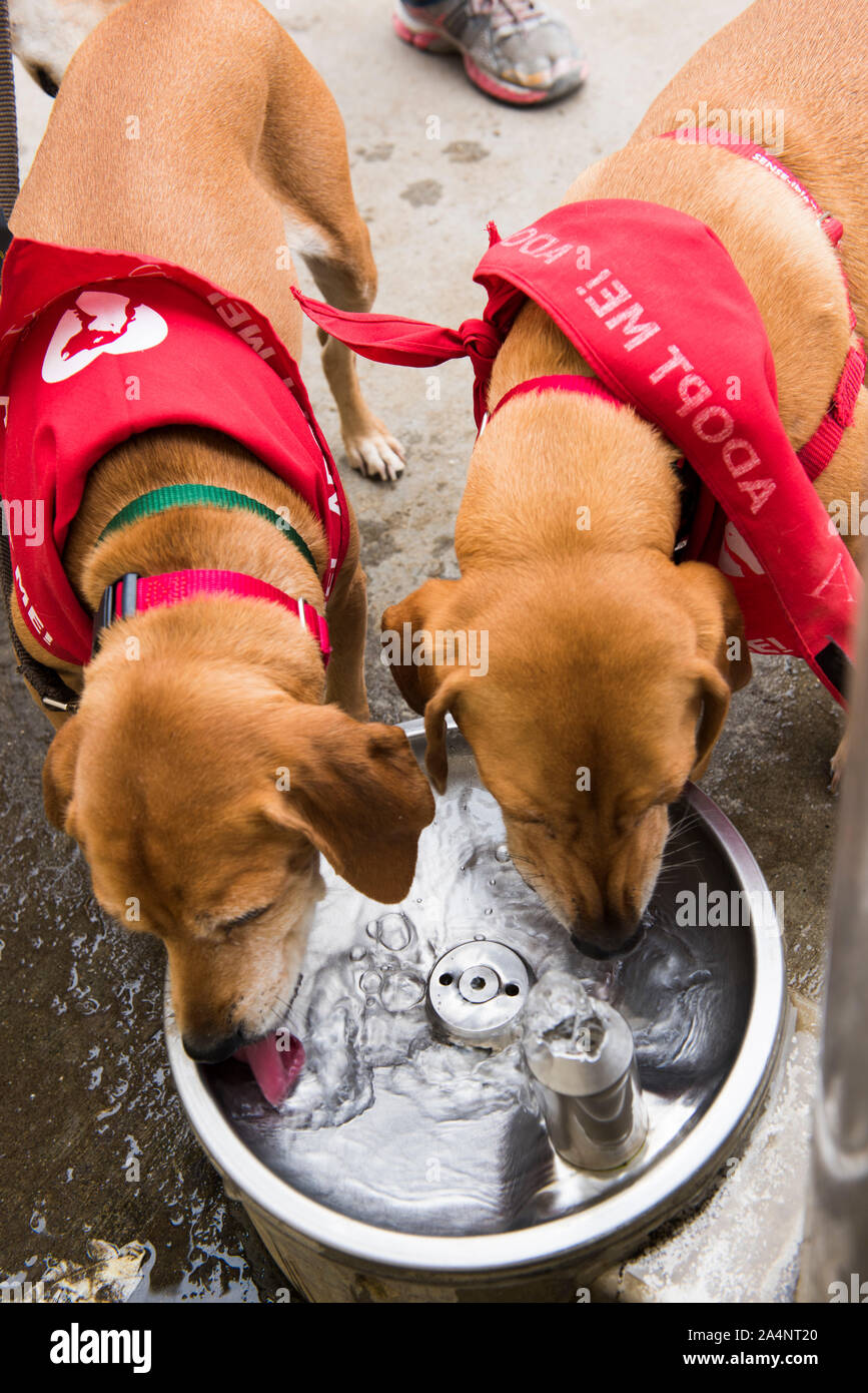 Shelter Dog Up for Adoption on a Trip to the Beach Stock Photo - Alamy