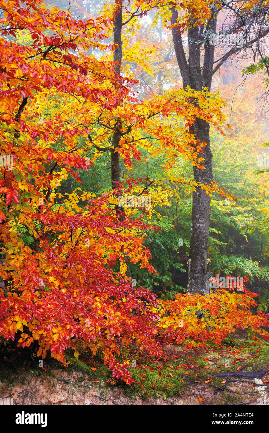 beech trees in colorful foliage. wonderful nature background. hazy ...
