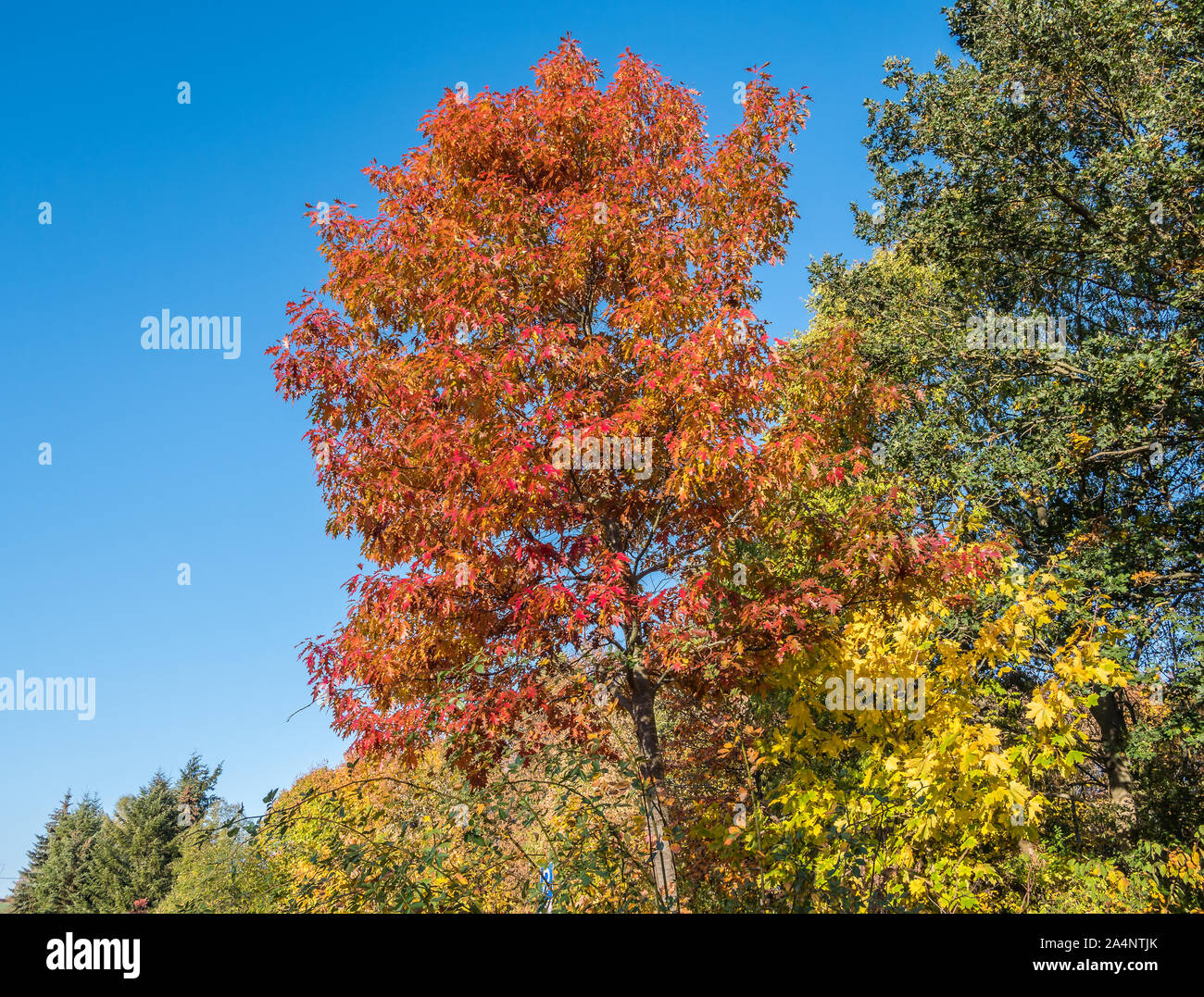 Colorful Trees in the Autumn Stock Photo - Alamy