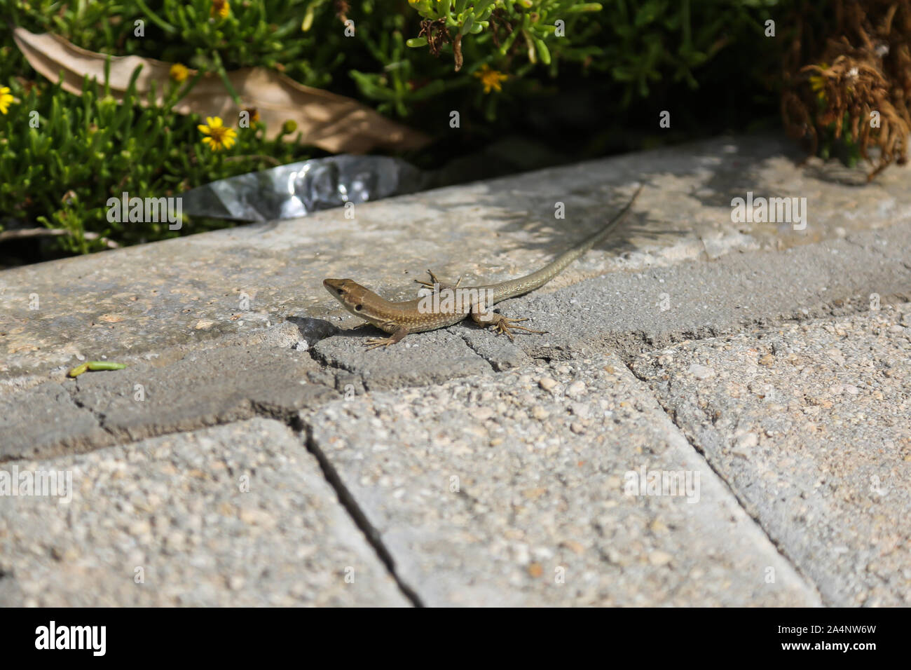 A Filfola lizard (Maltese Wall Lizard) sits on the pavement in Bugibba ...