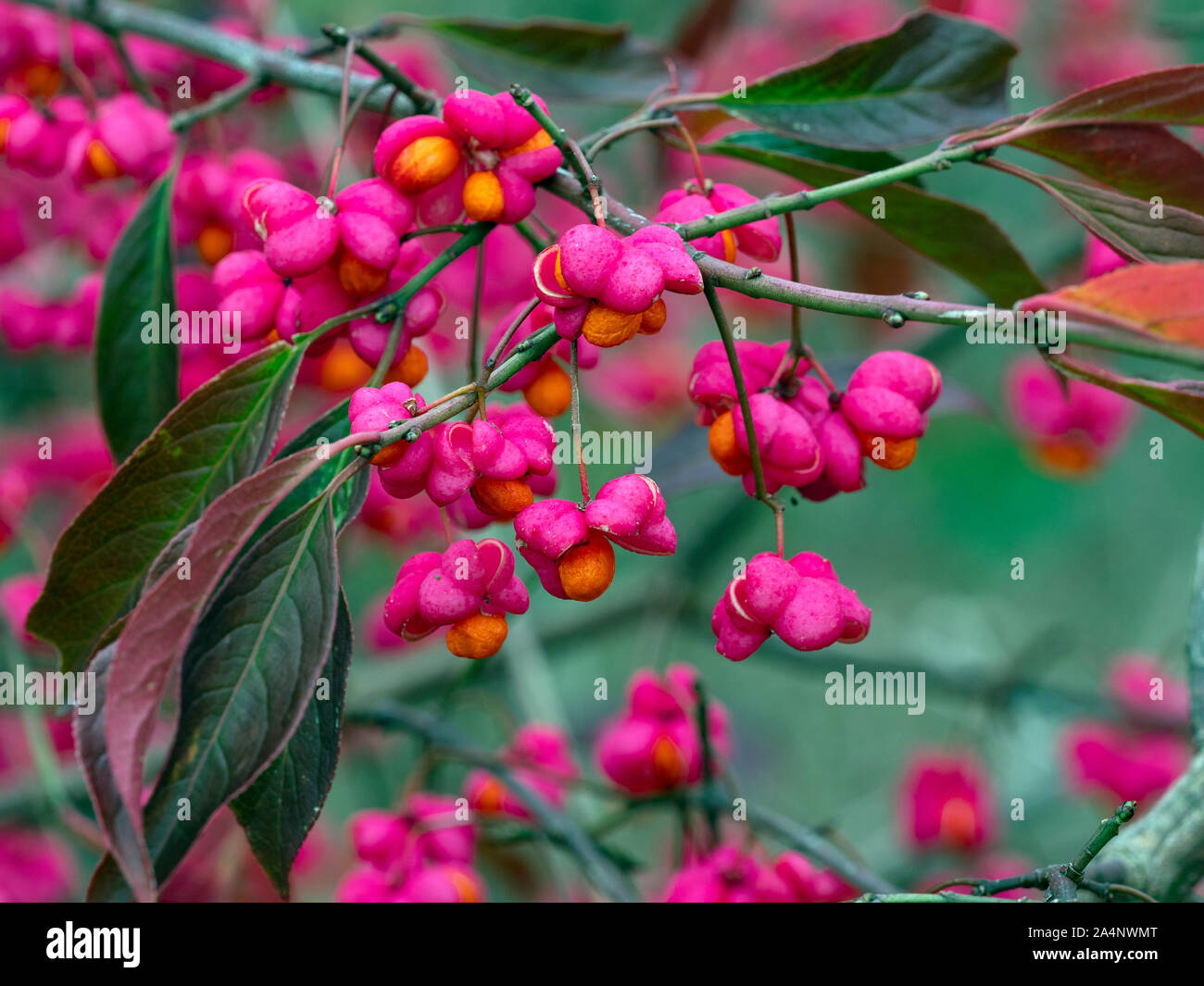 Family Celastraceae High Resolution Stock Photography and Images - Alamy