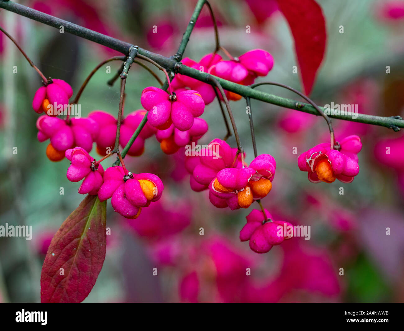 Spindle Euonymus europaeus in Hedgerow Autumn Norfolk Stock Photo - Alamy