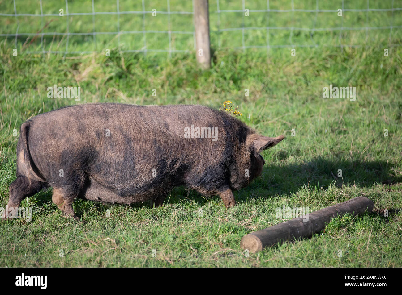 Kunekune pig on Bodmin Moor in Cornwall Stock Photo - Alamy