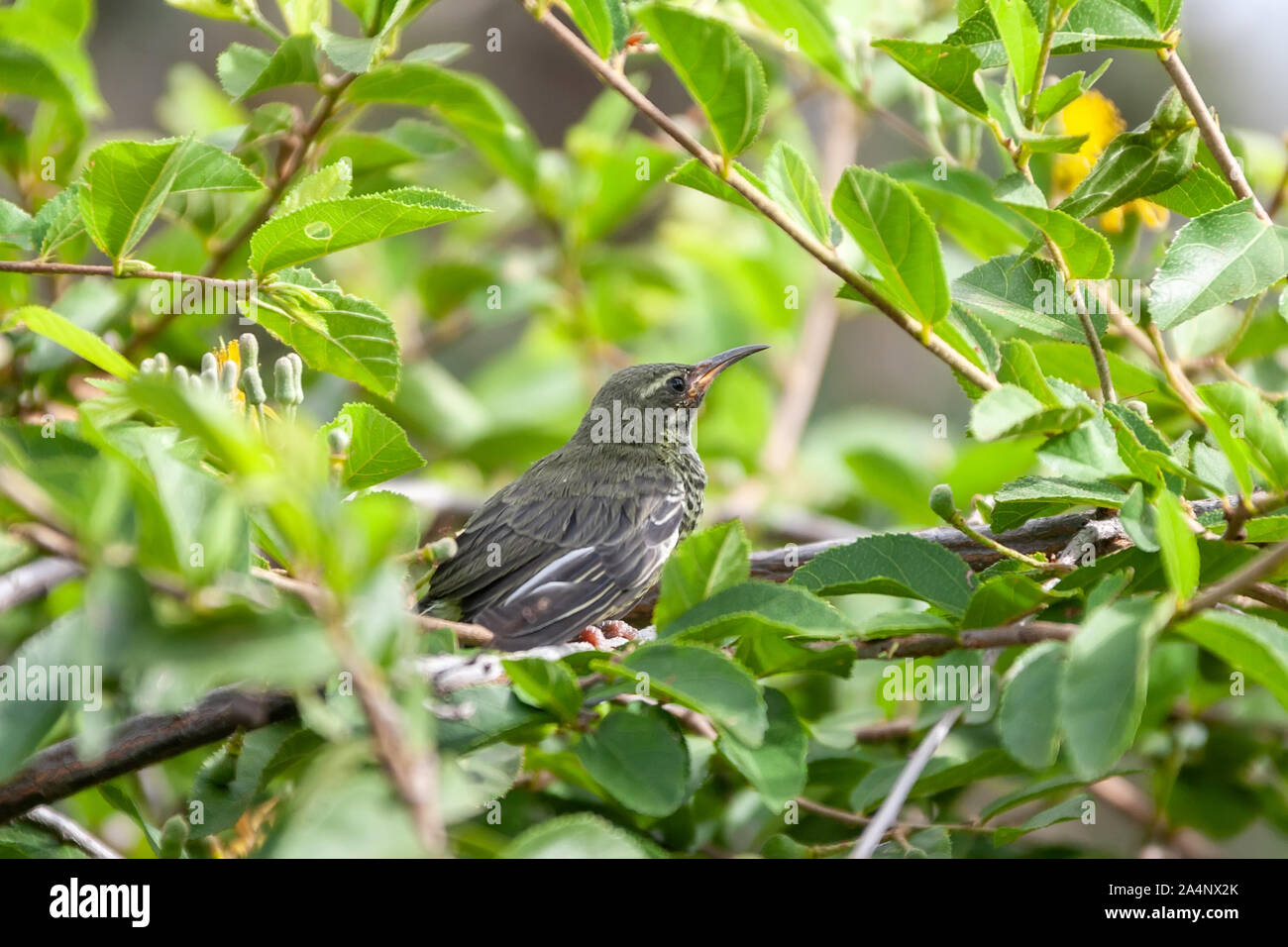 Birdie africa hi-res stock photography and images - Alamy
