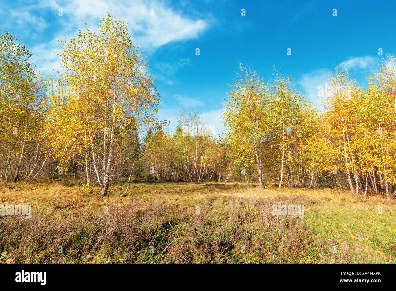 birch forest in mountains. sunny autumn scenery. trees in yellow ...