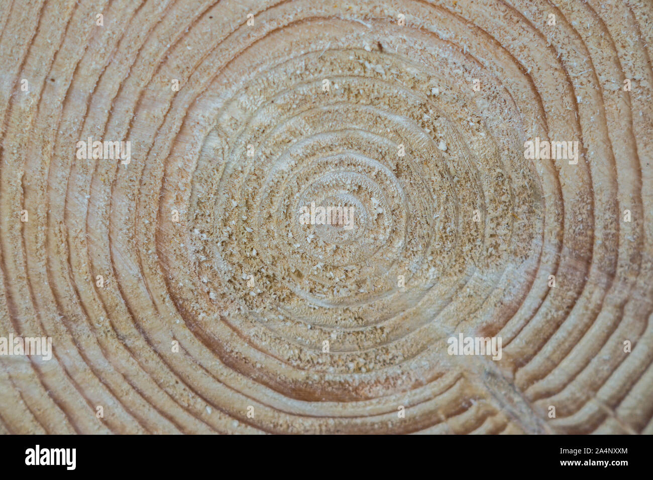 Tree ring Cross section Background Stock Photo - Alamy