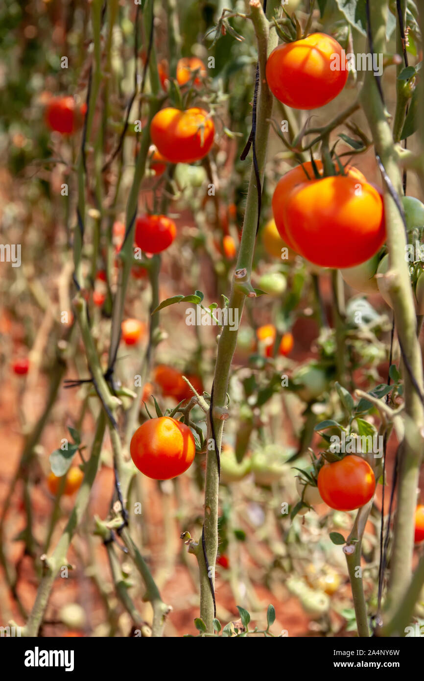 ripped tomatoes in a greenhouse close -up Stock Photo - Alamy