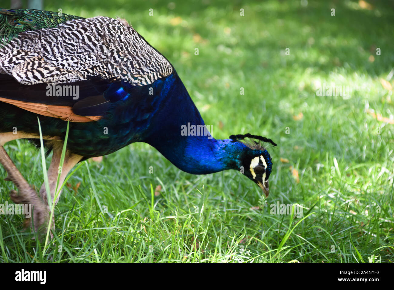 Side view of a peacock Stock Photo - Alamy