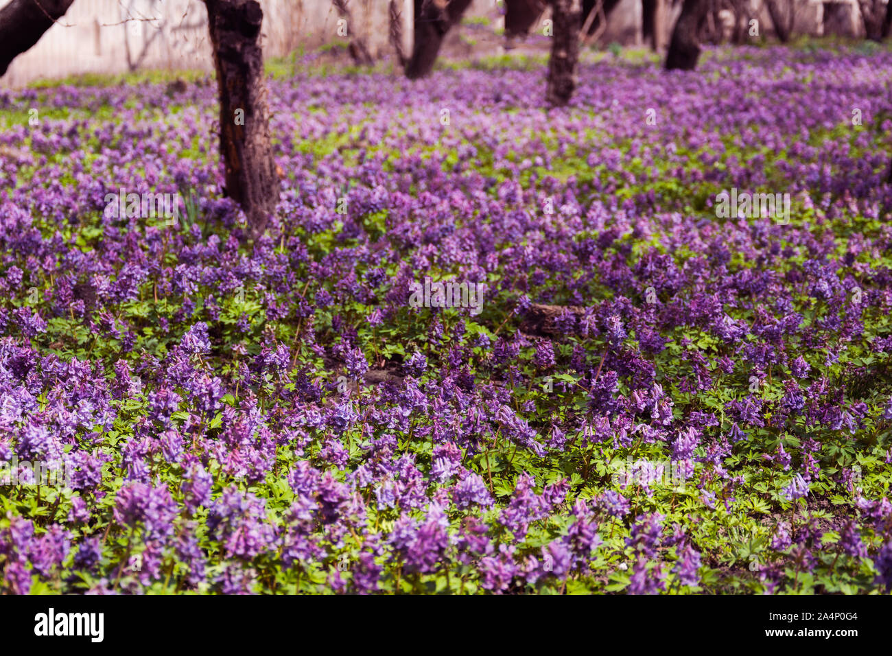 Field of purple flowers hi-res stock photography and images - Alamy