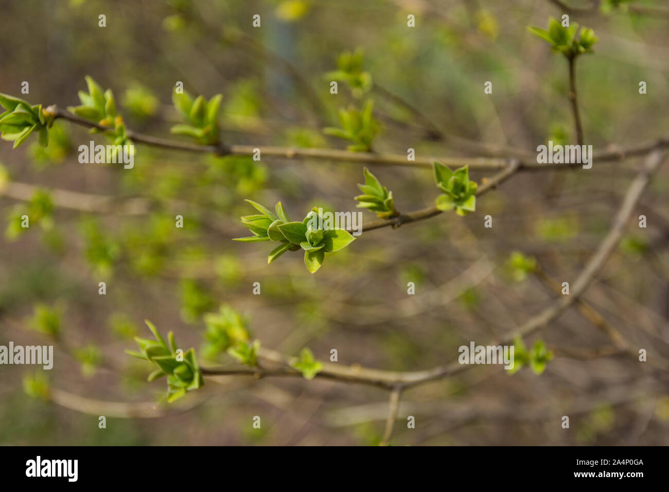 Open buds hi-res stock photography and images - Alamy