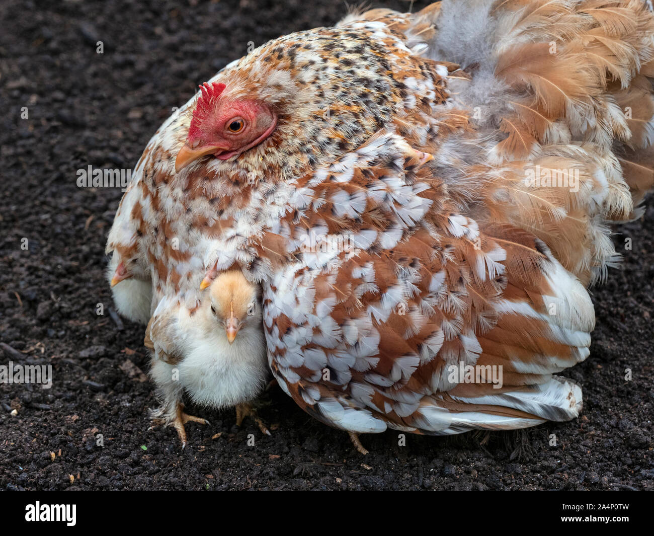 Domestic farmyard Chicken with newly hatched chicks Stock Photo - Alamy
