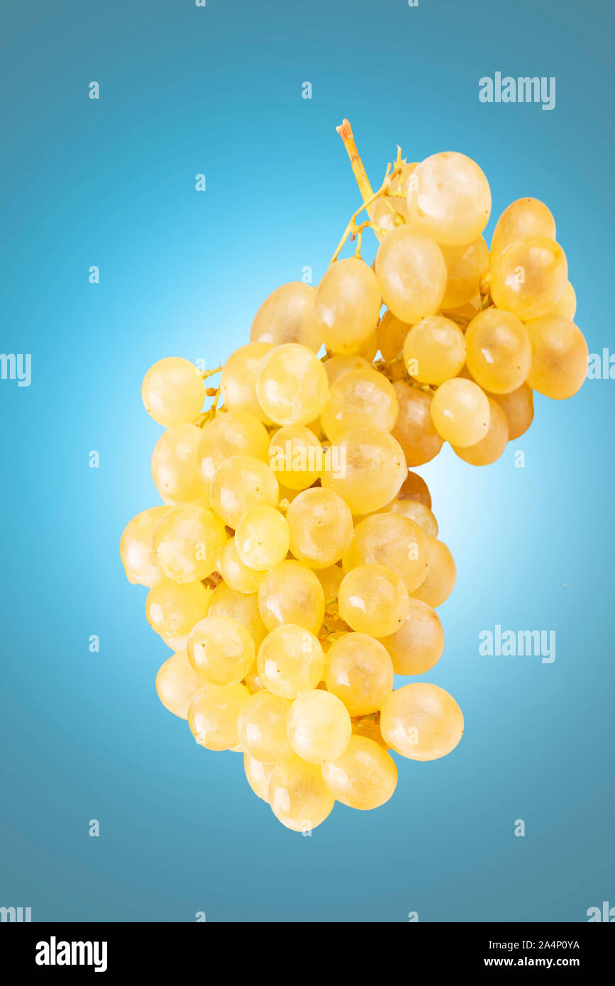 Falling grape fruits isolated on blue background with clipping path ...