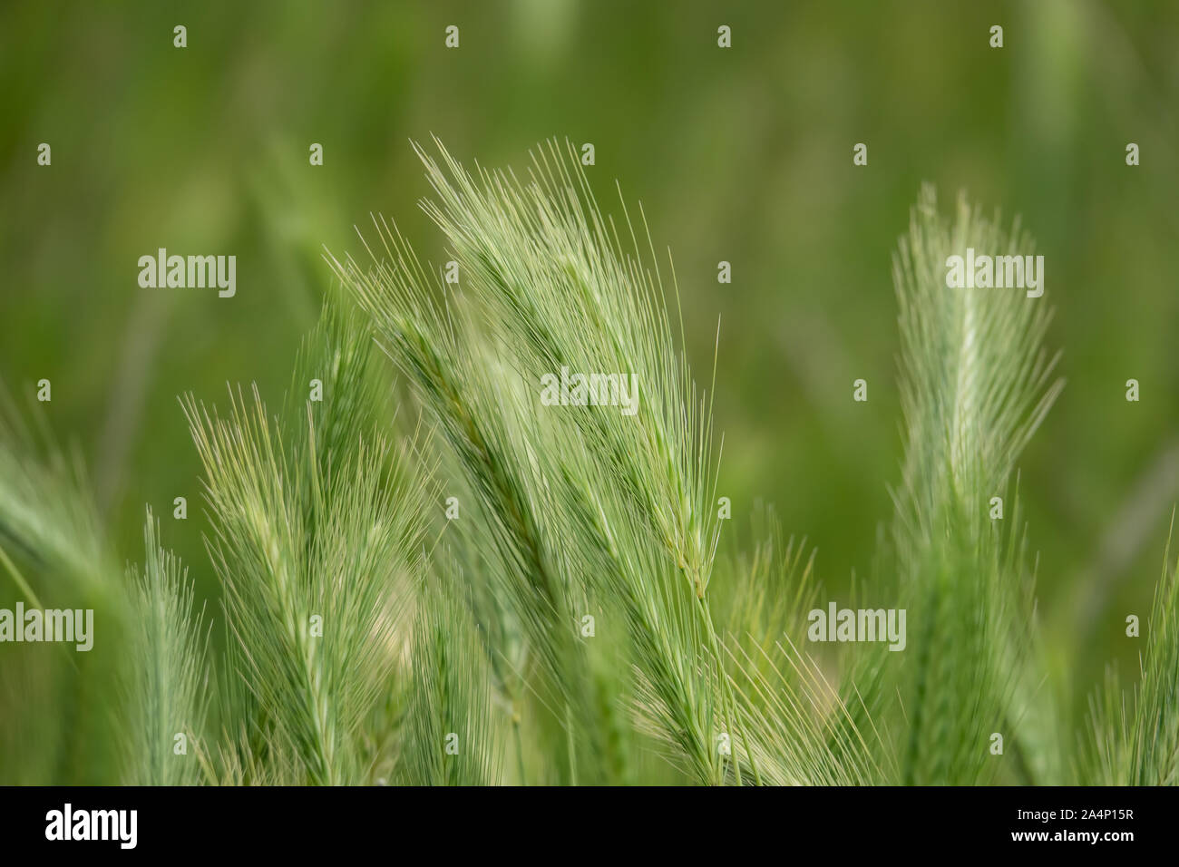 Wild Barley Inflorescence in Springtime Stock Photo - Alamy