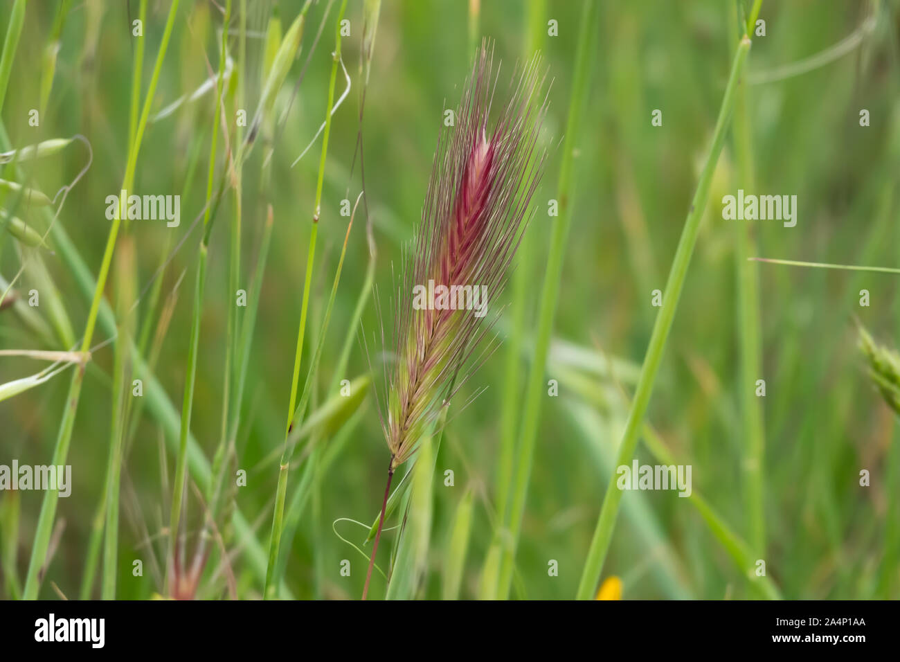 Wild Barley Inflorescence in Springtime Stock Photo - Alamy