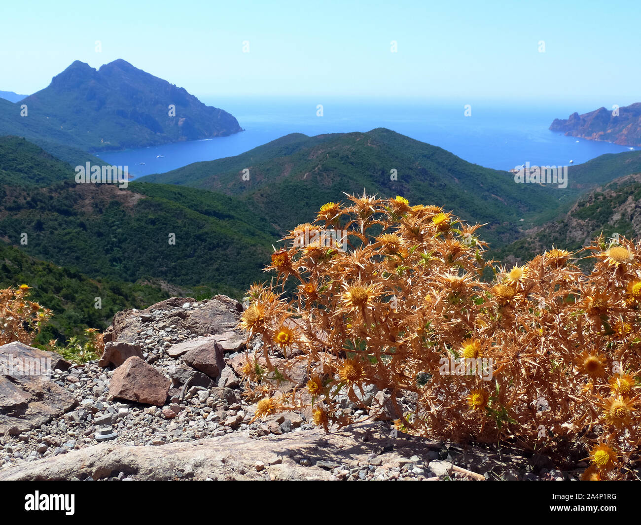 Corsica, France, Europe Stock Photo - Alamy