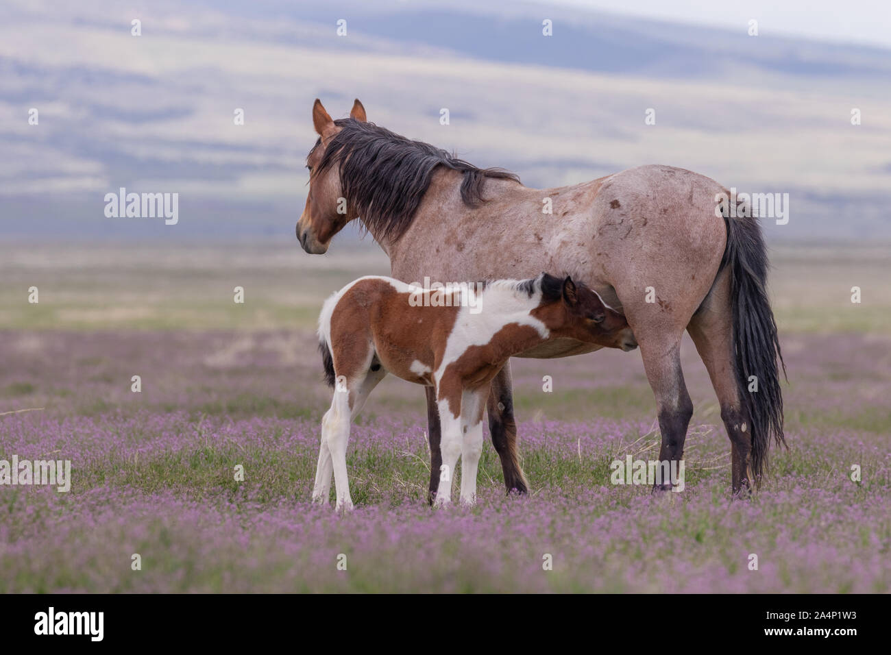 Wild Horse Mare and Foal Stock Photo - Alamy