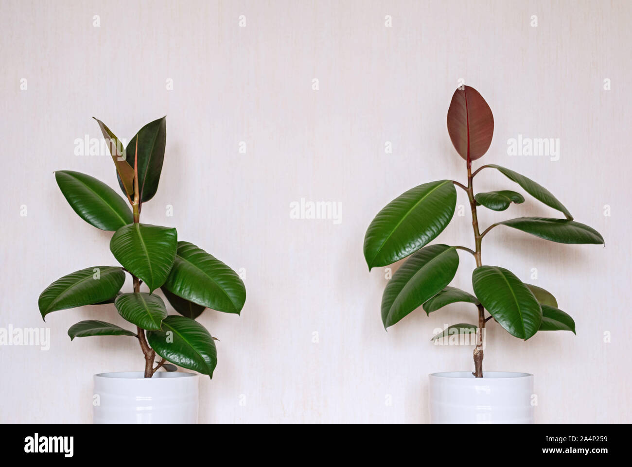 Ficus elastica interior hi-res stock photography and images - Alamy