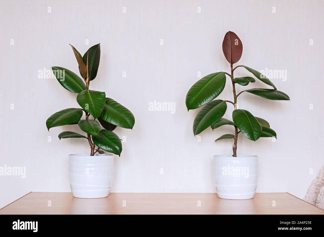 Two houseplants in white ceramic flower pots. Close up Stock Photo - Alamy
