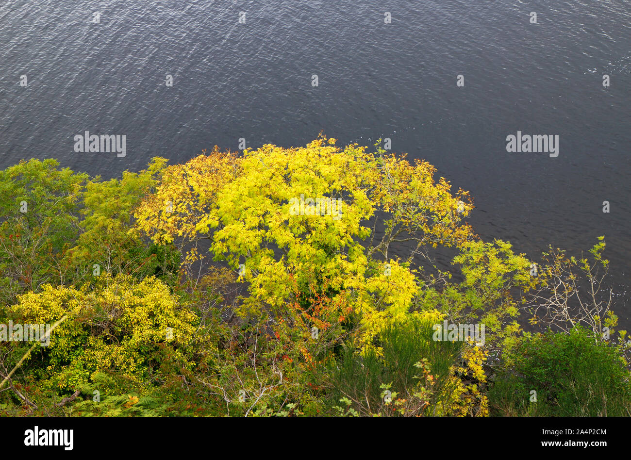 An overhead view of autumn colours in trees on the shore of Loch Ness ...